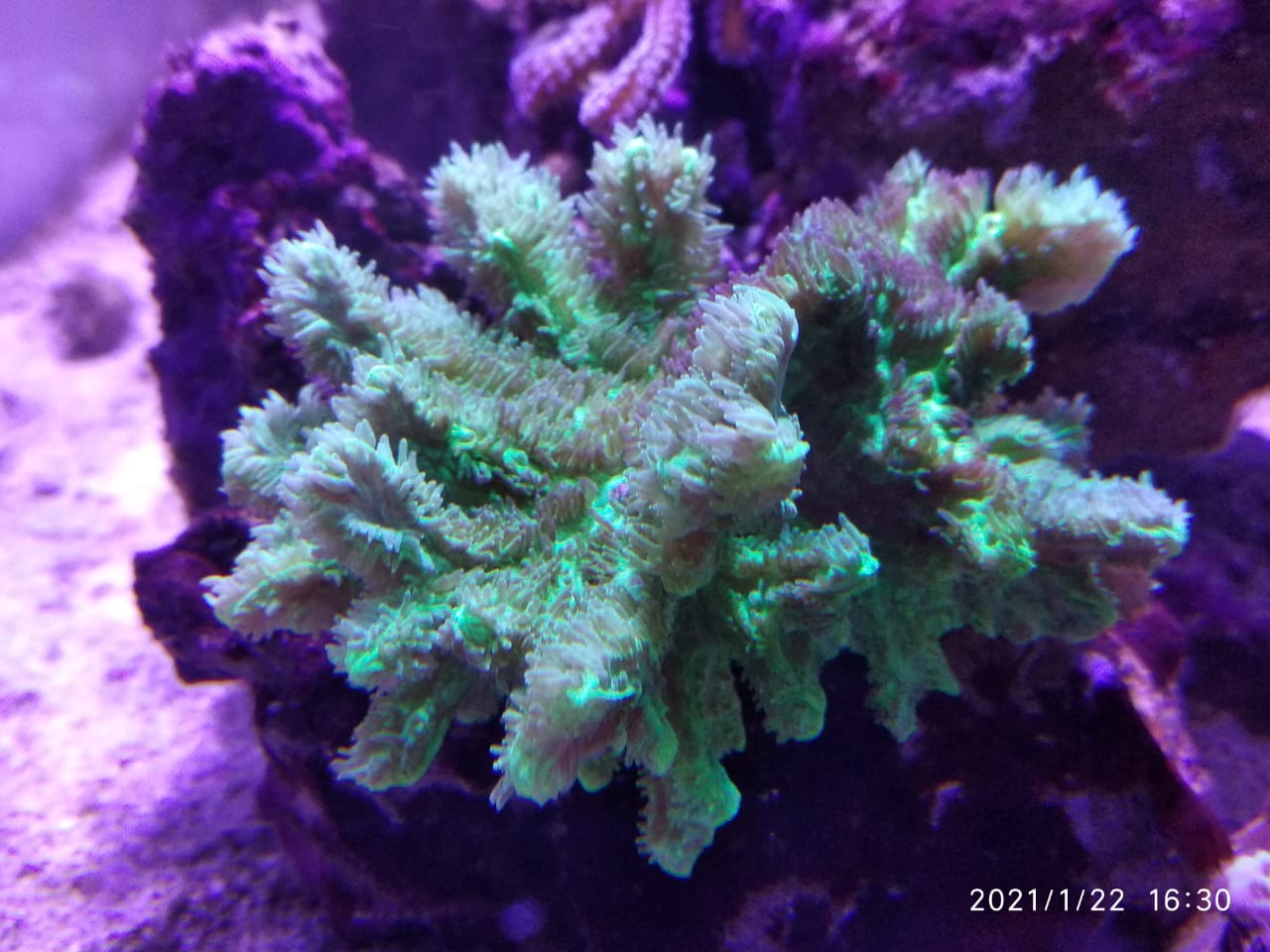 Хиднопора - БАРАХОЛКА - Морской аквариум. Форумы ReefCentral.ru