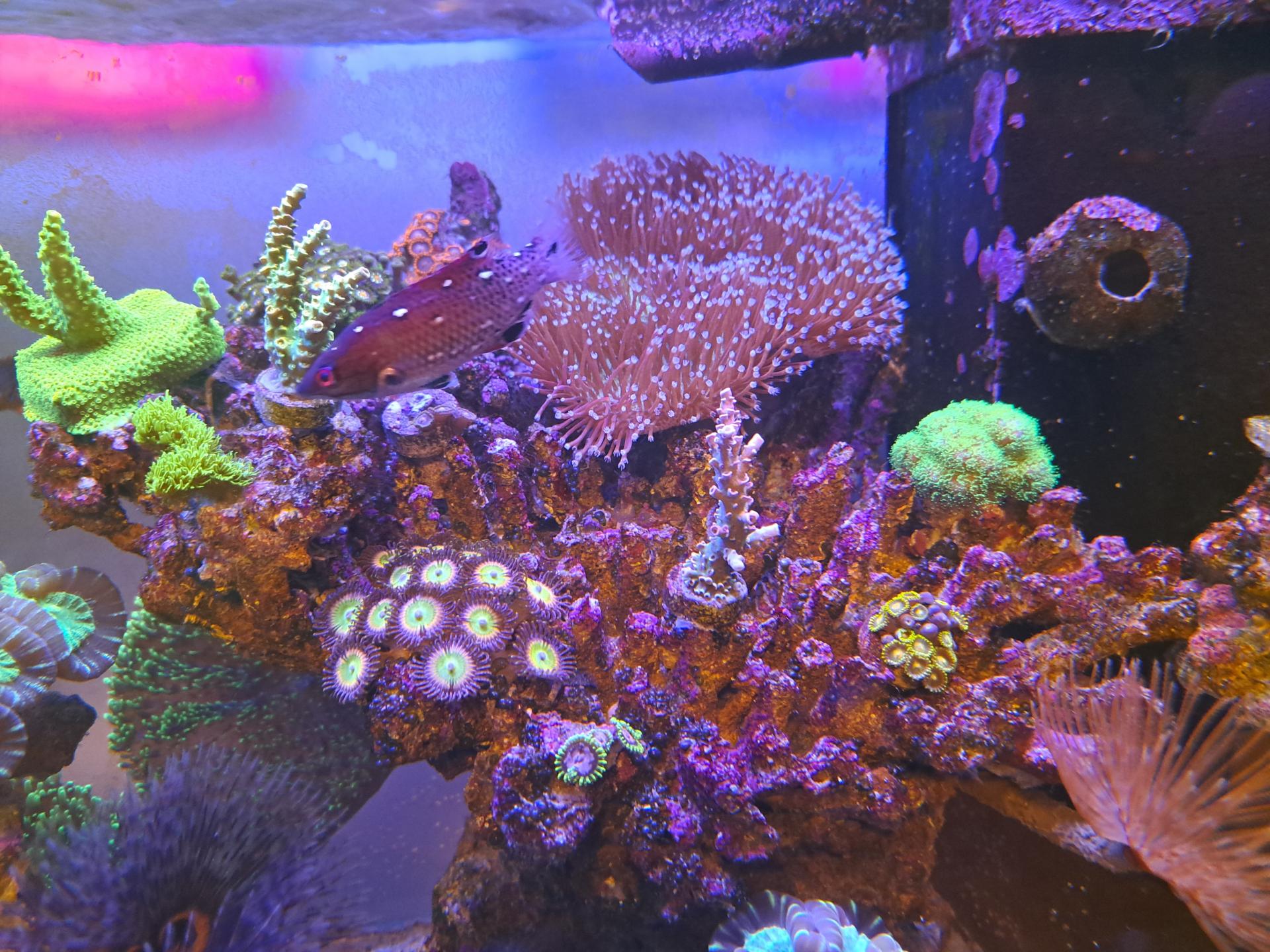 Сарк - БАРАХОЛКА - Морской аквариум. Форумы ReefCentral.ru