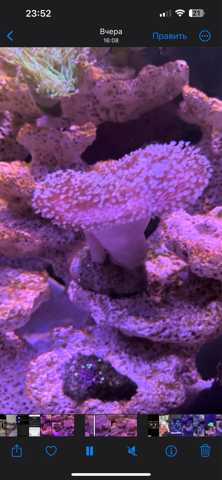 Сарк - БАРАХОЛКА - Морской аквариум. Форумы ReefCentral.ru