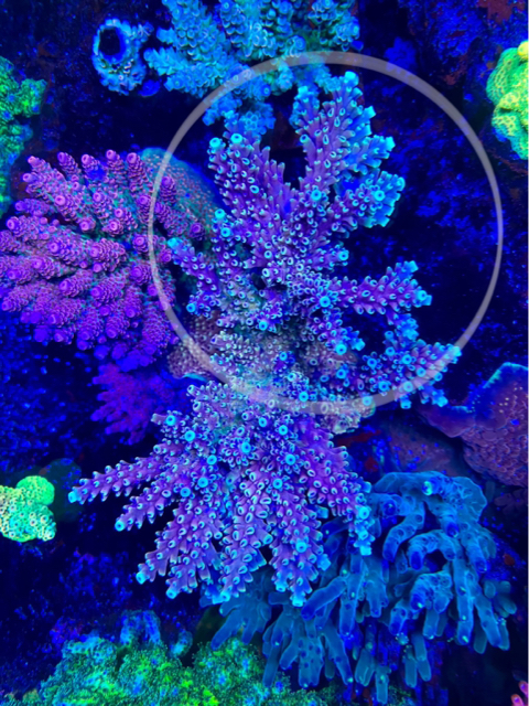 Пинк кадиллак - БАРАХОЛКА - Морской аквариум. Форумы ReefCentral.ru