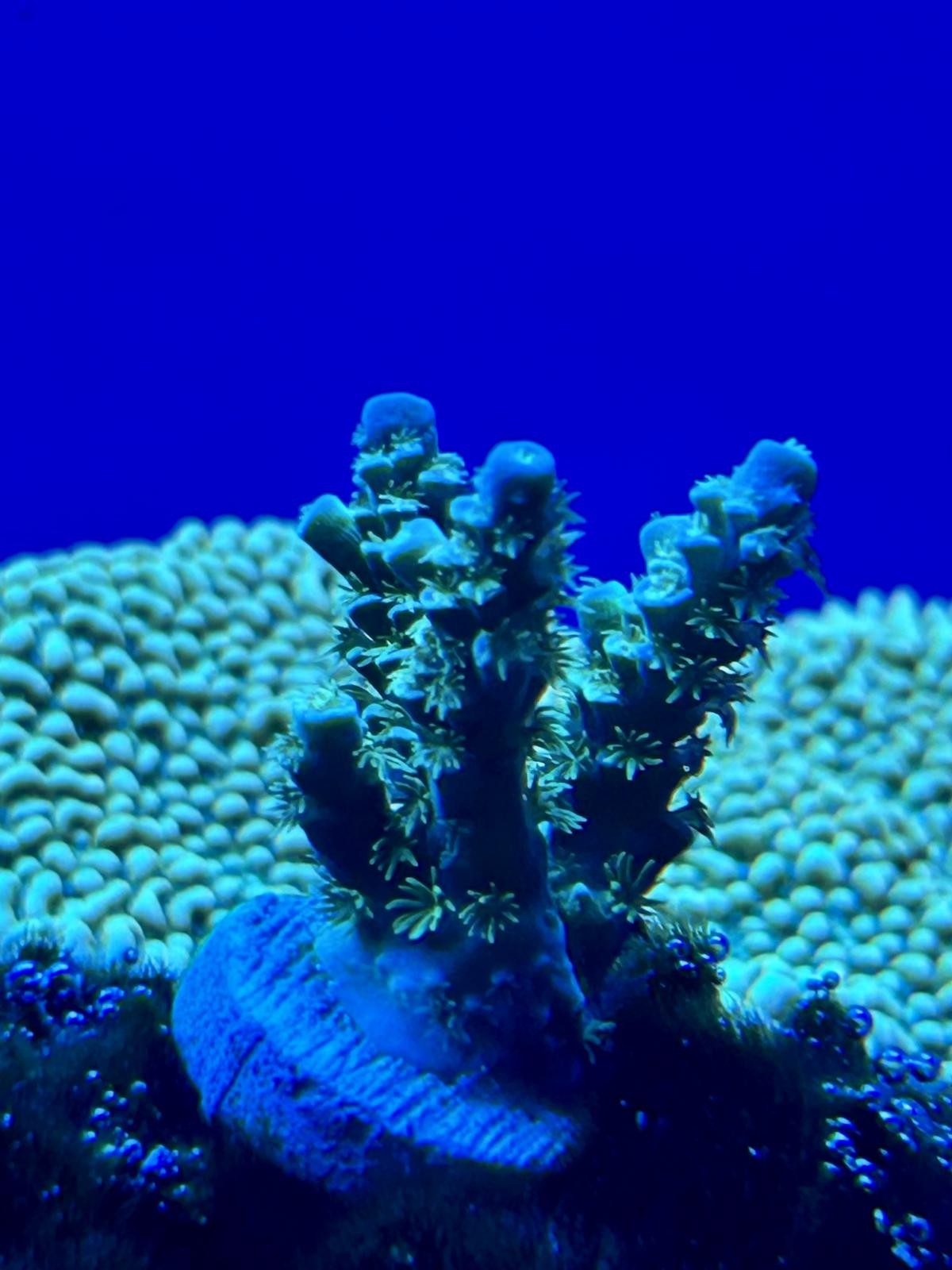 Walt Disney - БАРАХОЛКА - Морской аквариум. Форумы ReefCentral.ru