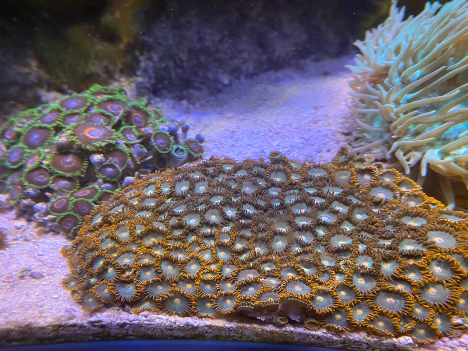 Продам - БАРАХОЛКА - Морской аквариум. Форумы ReefCentral.ru