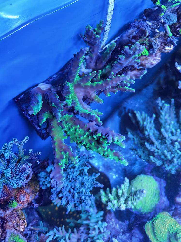 Акропора ФрогСкин. - БАРАХОЛКА - Морской аквариум. Форумы ReefCentral.ru