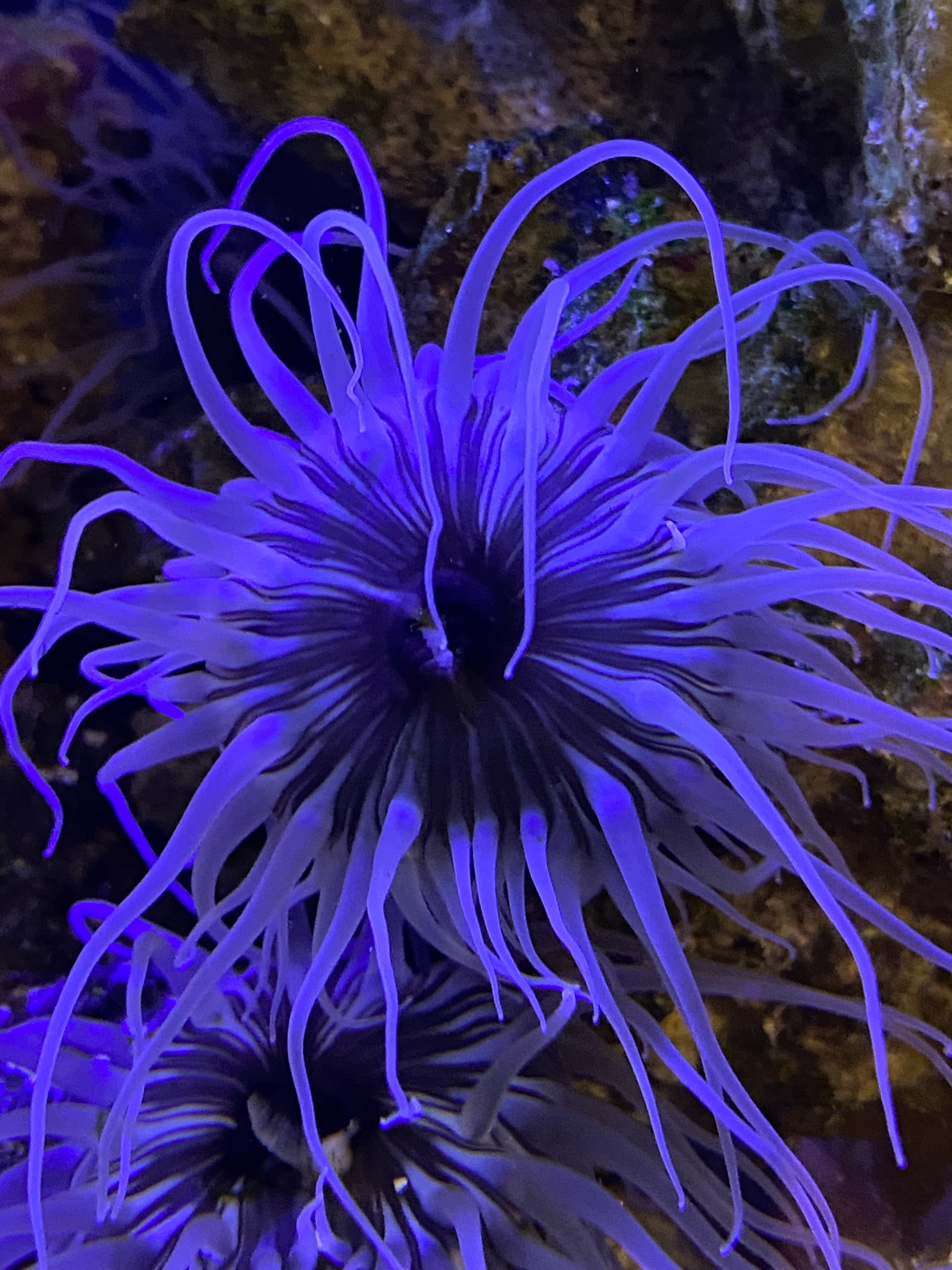 Anthopleura - БАРАХОЛКА - Морской аквариум. Форумы ReefCentral.ru