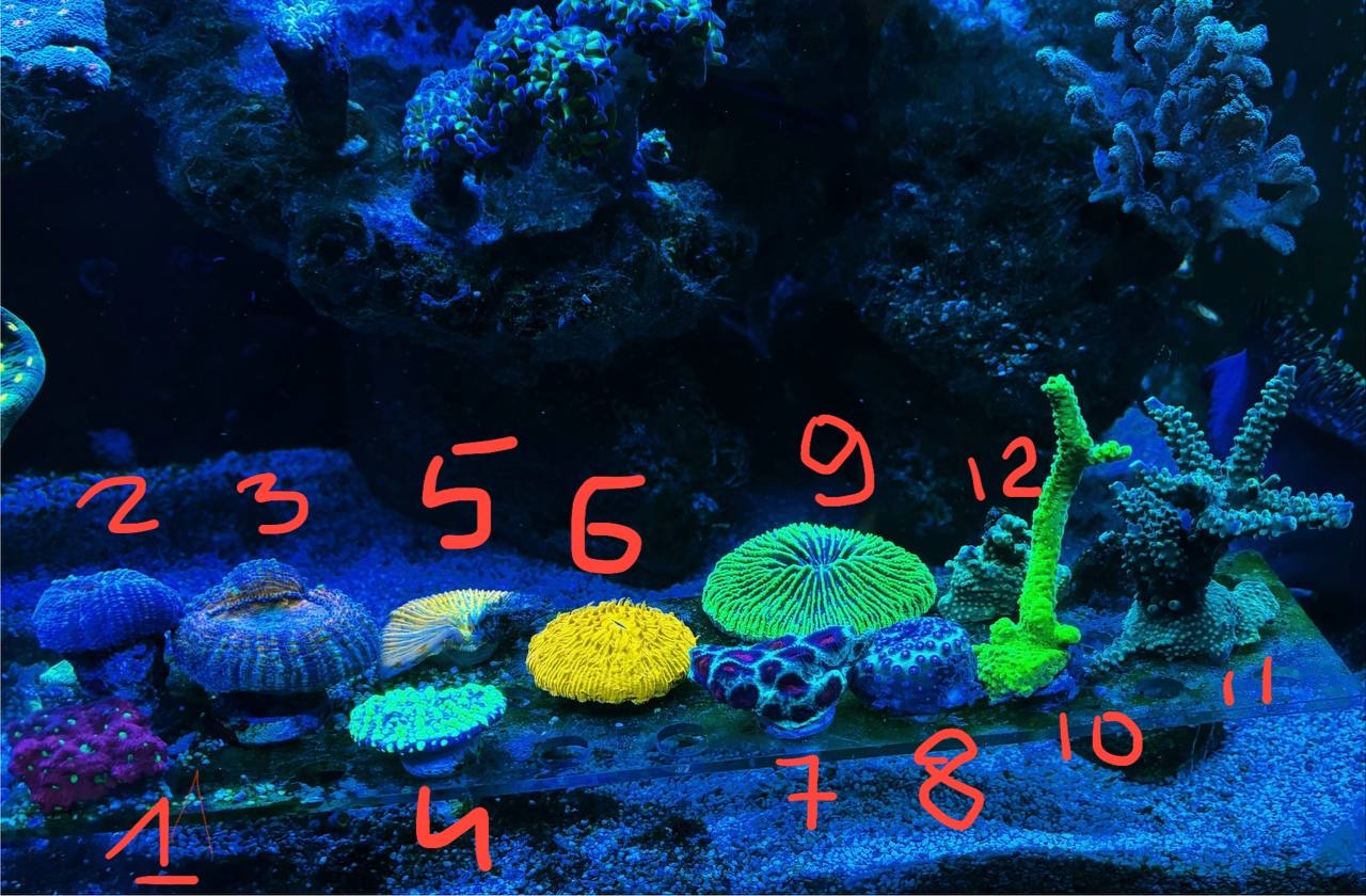 Распродаю кораллы - БАРАХОЛКА - Морской аквариум. Форумы ReefCentral.ru