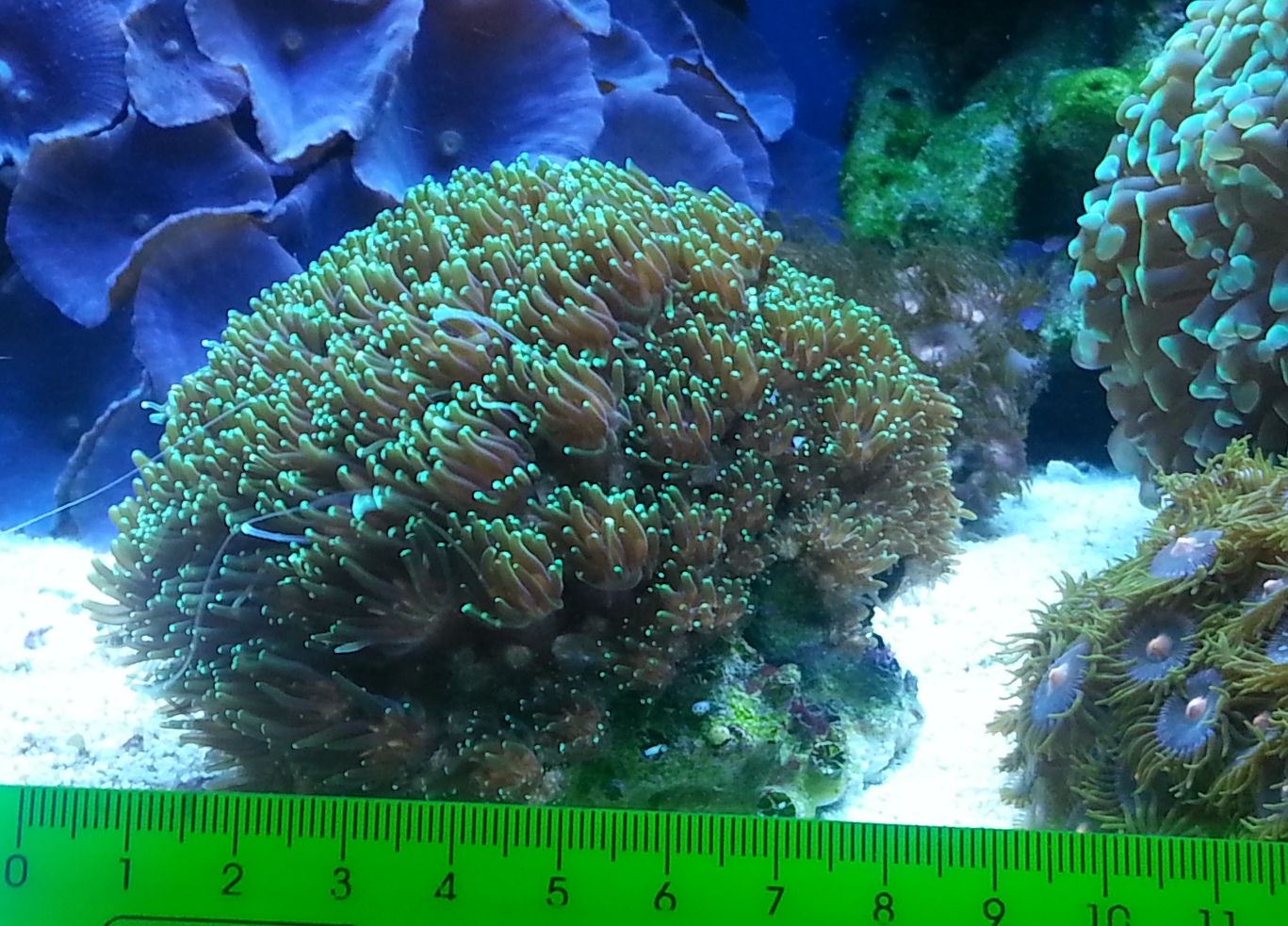 Галаксея - БАРАХОЛКА - Морской аквариум. Форумы ReefCentral.ru