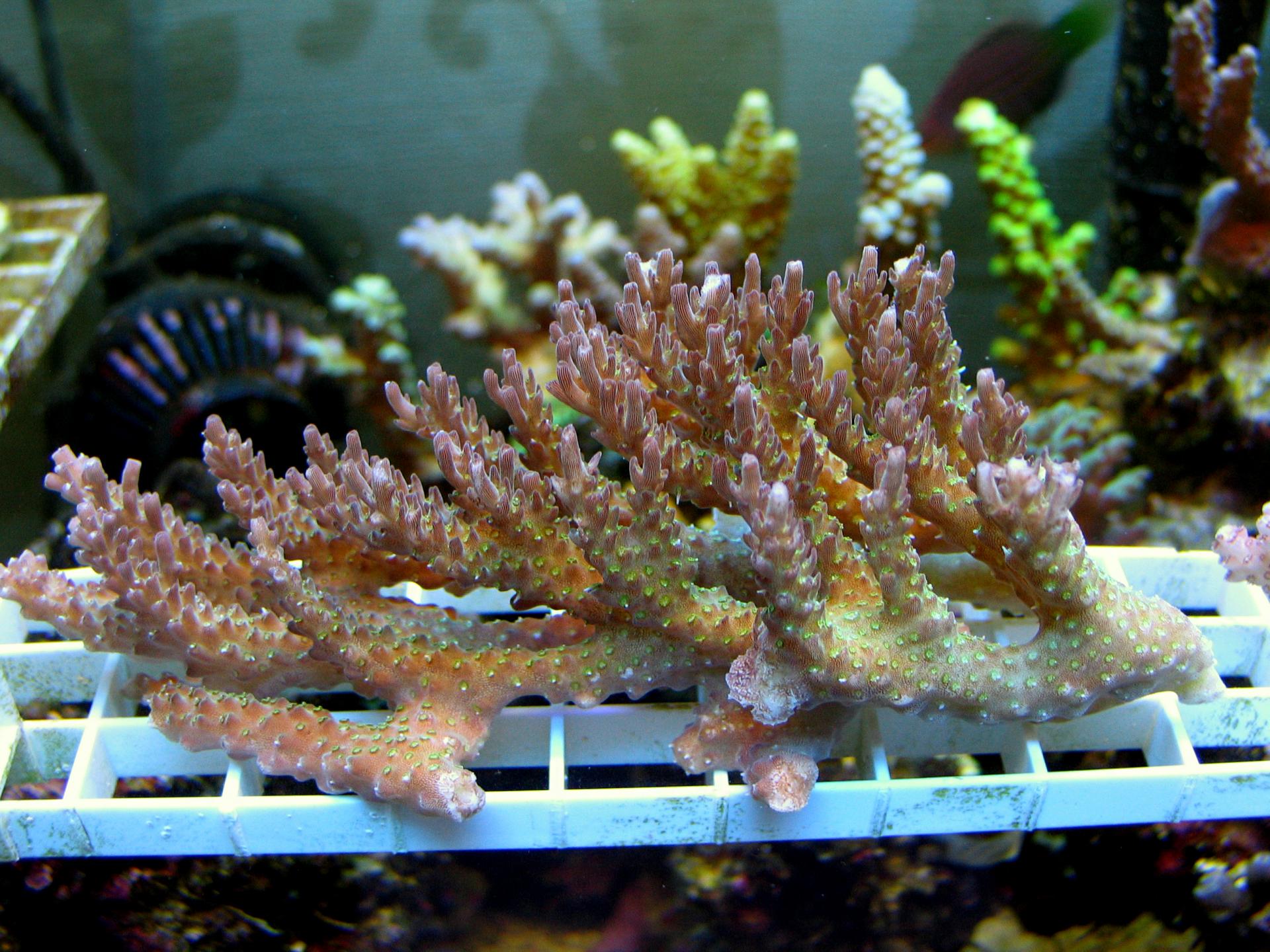 Acropora hyacinthus - БАРАХОЛКА - Морской аквариум. Форумы ReefCentral.ru