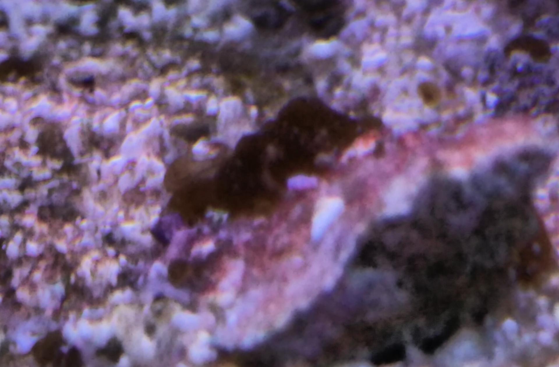 Подозрения на Динофлагеляты - Вопросы новичков - Морской аквариум ...