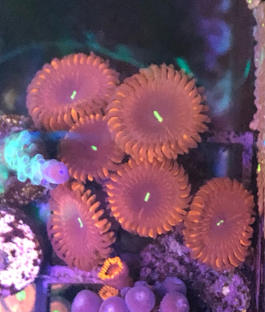 Зонты red people eater приличная колония - БАРАХОЛКА - Морской аквариум. Форумы ReefCentral.ru