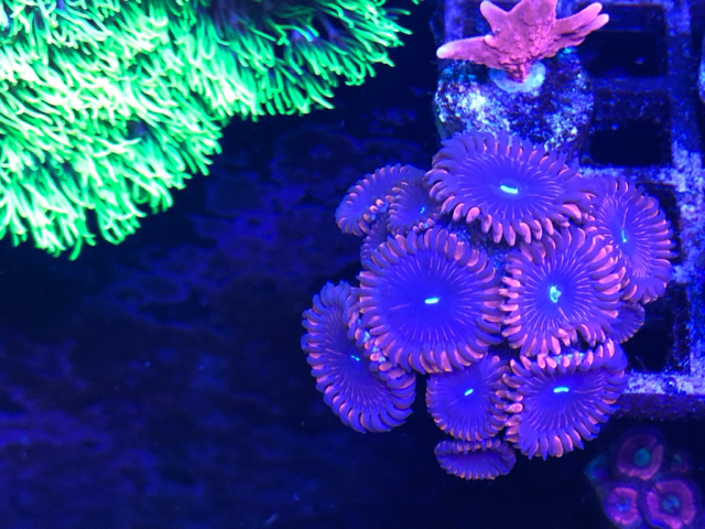 Зонты red people eater приличная колония - БАРАХОЛКА - Морской аквариум. Форумы ReefCentral.ru