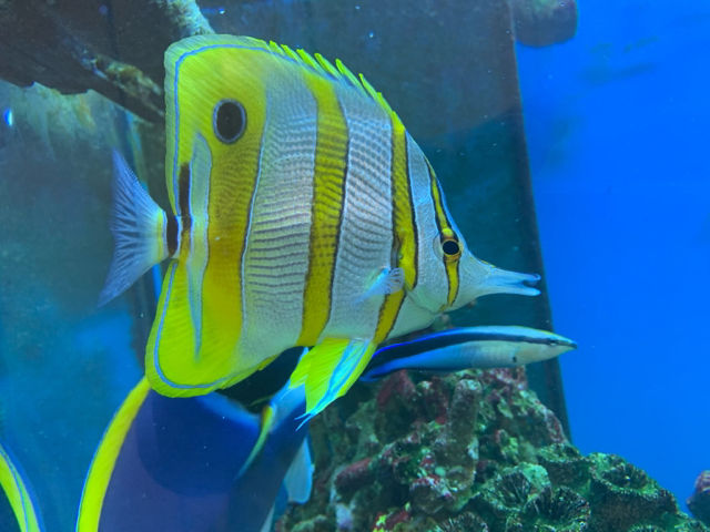 ПРОДАЮ 2 МОРСКИЕ СИСТЕМЫ - БАРАХОЛКА - Морской аквариум. Форумы ReefCentral.ru