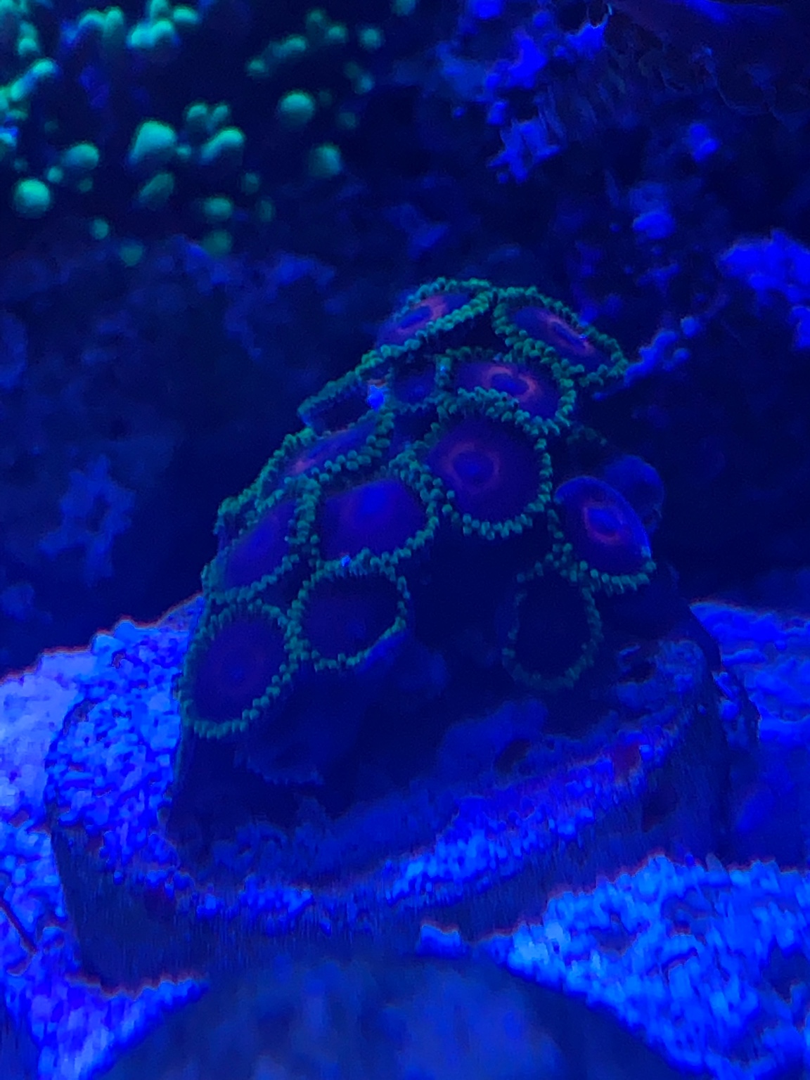 Red Ring Zoas 15 + полипов - БАРАХОЛКА - Морской аквариум. Форумы ReefCentral.ru
