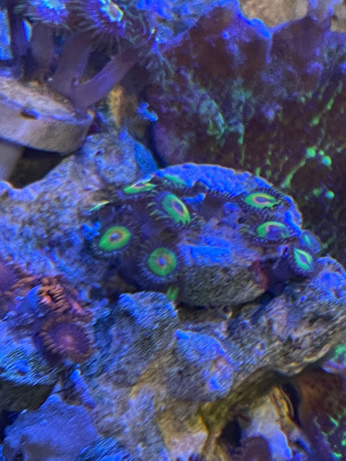 Red Ring Zoas 15 + полипов - БАРАХОЛКА - Морской аквариум. Форумы ReefCentral.ru
