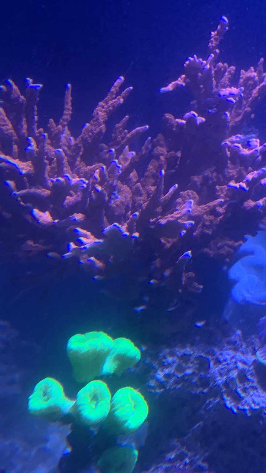 Анакрапора красная - БАРАХОЛКА - Морской аквариум. Форумы ReefCentral.ru