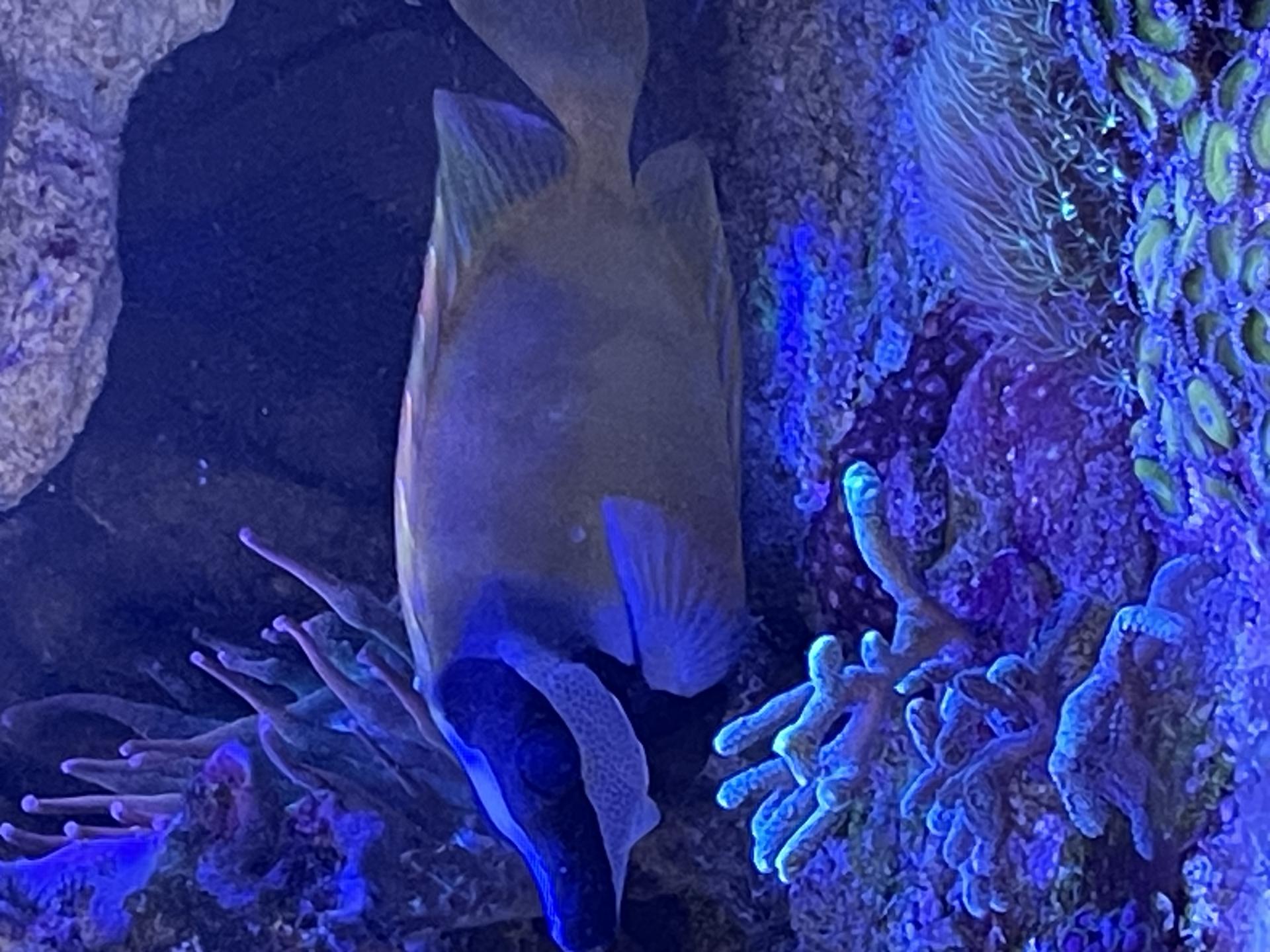 лиса - БАРАХОЛКА - Морской аквариум. Форумы ReefCentral.ru