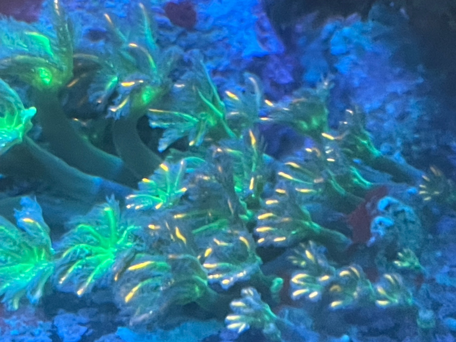 Фраг Пак для новичков и не только. - БАРАХОЛКА - Морской аквариум. Форумы ReefCentral.ru