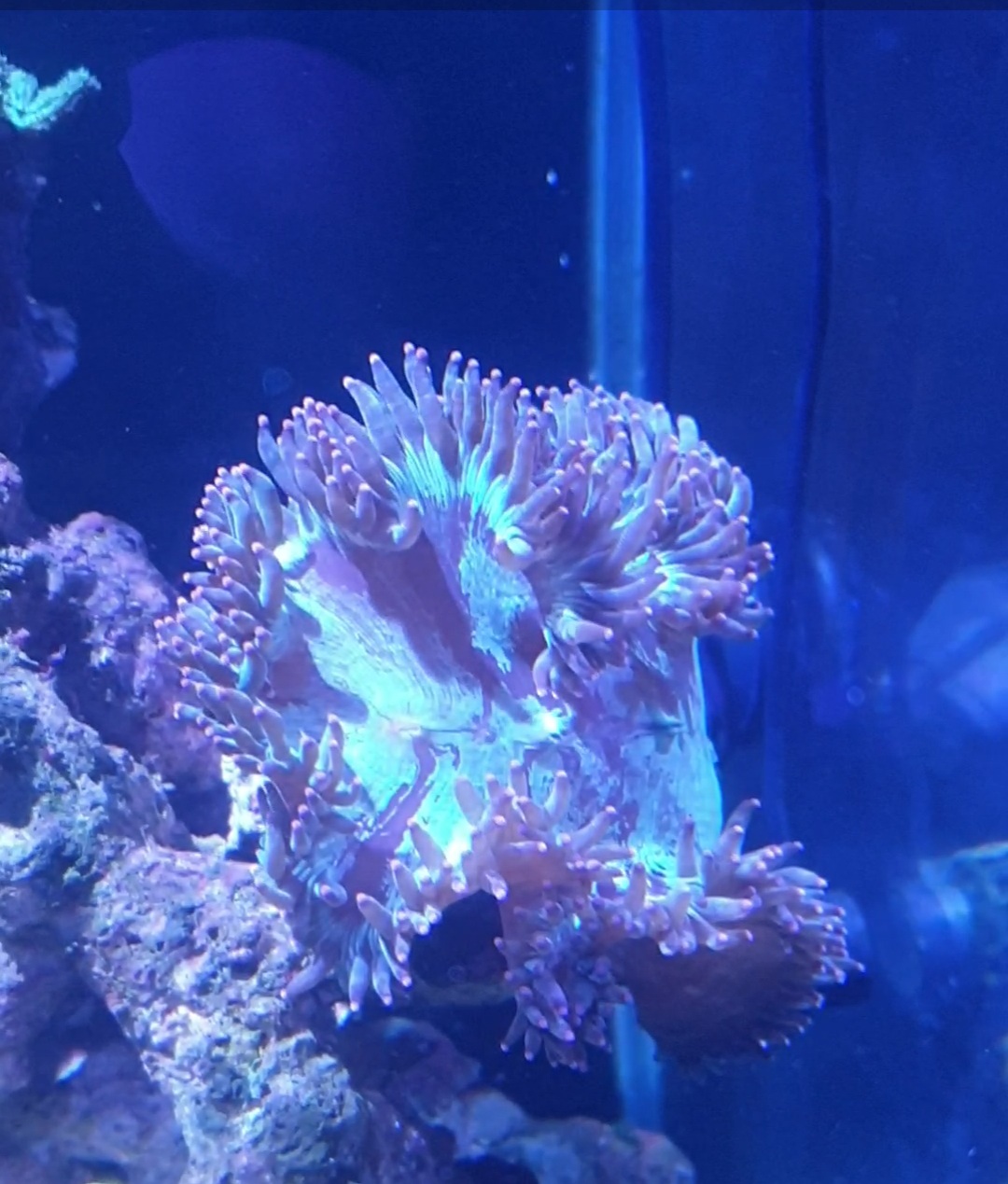 Каталафилия жардини крупная продам 10труб. - БАРАХОЛКА - Морской аквариум. Форумы ReefCentral.ru