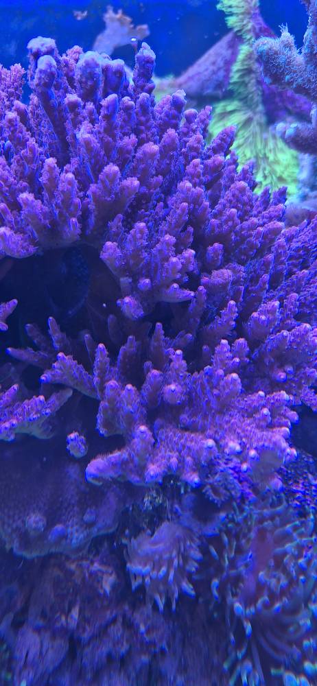 Акрапора Red Robin - БАРАХОЛКА - Морской аквариум. Форумы ReefCentral.ru