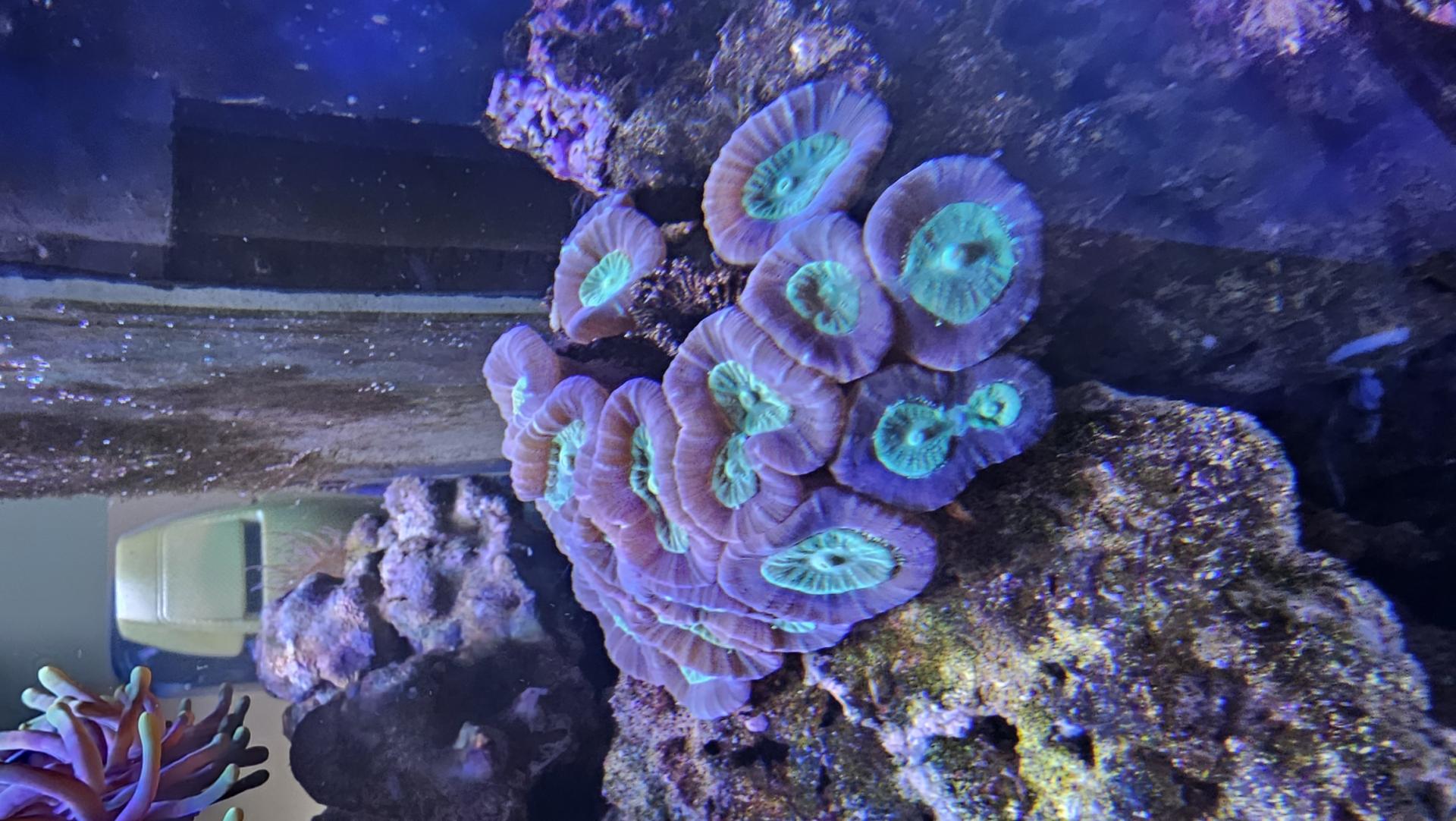 РАЗНЫЕ РАЗНОСТИ - БАРАХОЛКА - Морской аквариум. Форумы ReefCentral.ru