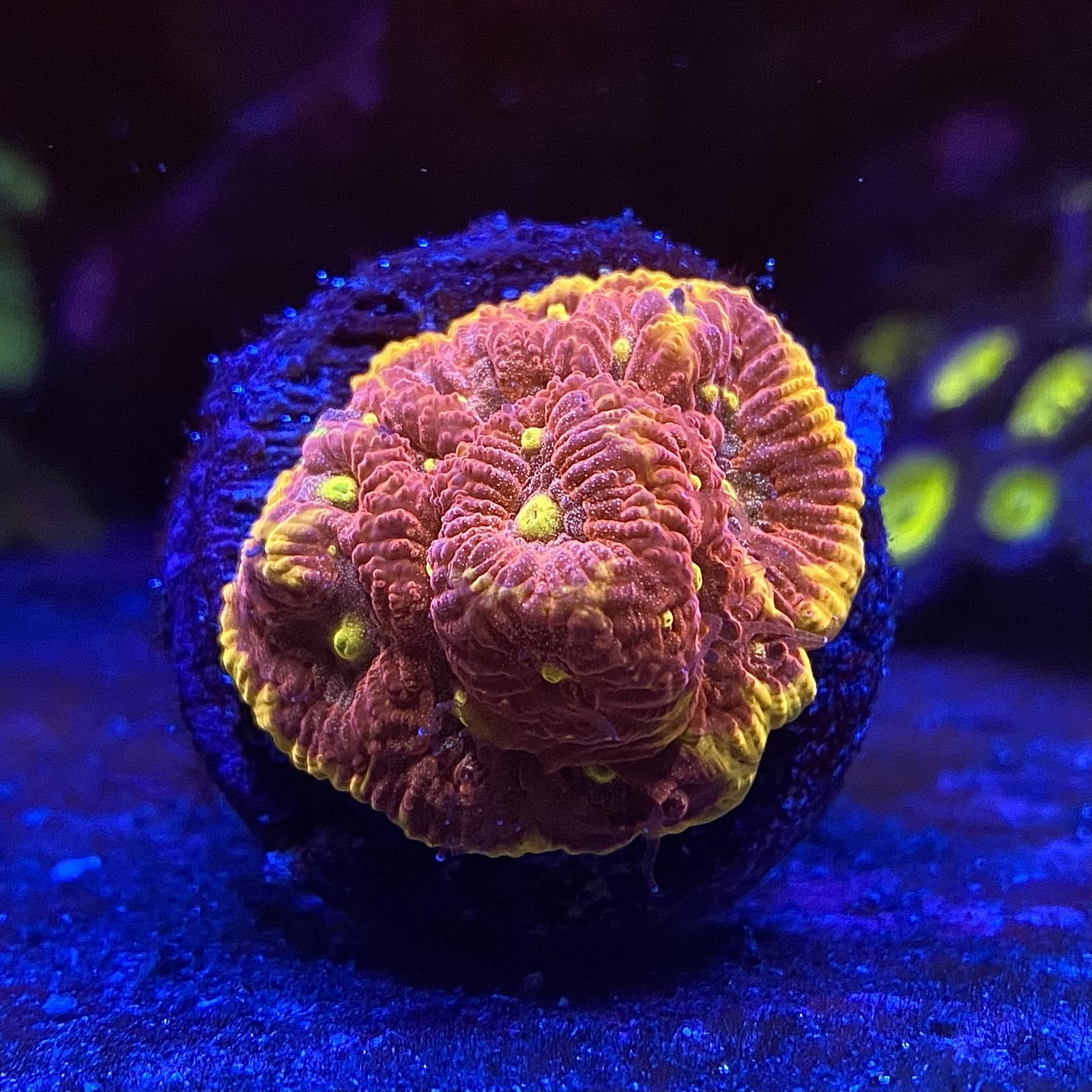 Inferno favia - БАРАХОЛКА - Морской аквариум. Форумы ReefCentral.ru