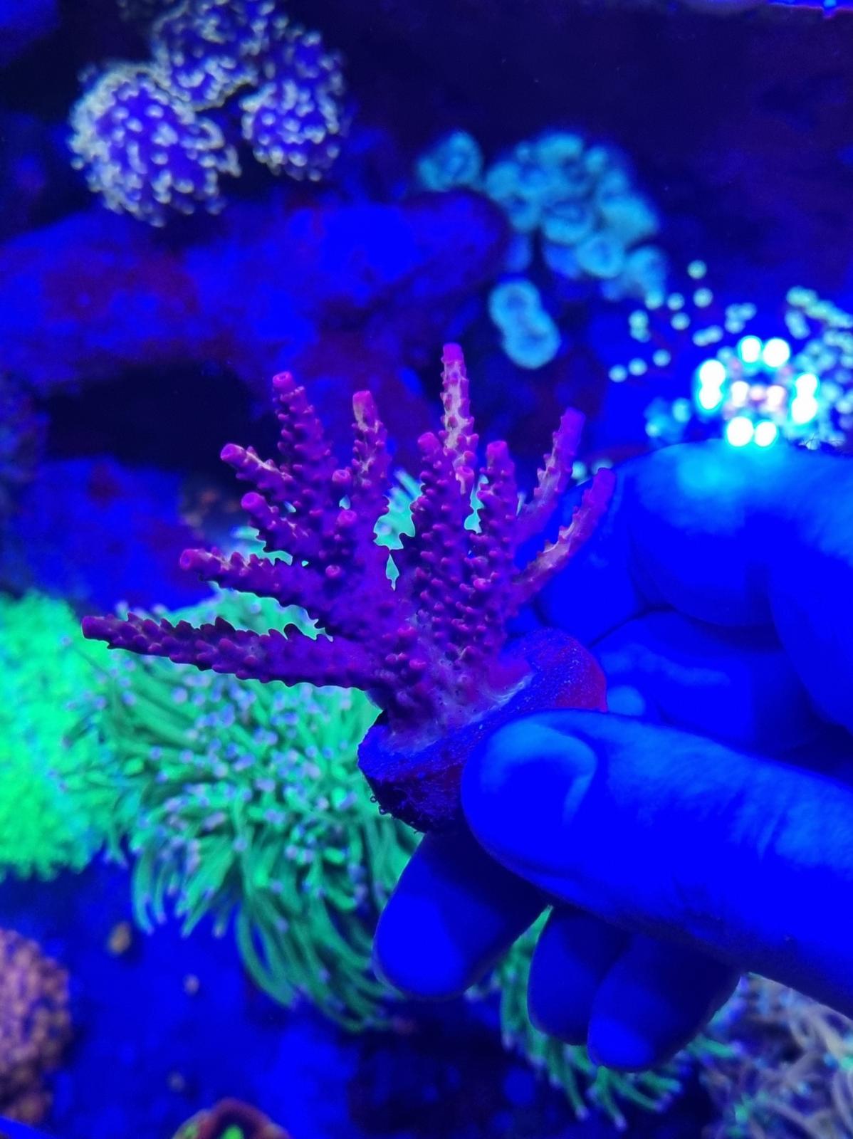 PC rainbow и WD продам - БАРАХОЛКА - Морской аквариум. Форумы ReefCentral.ru