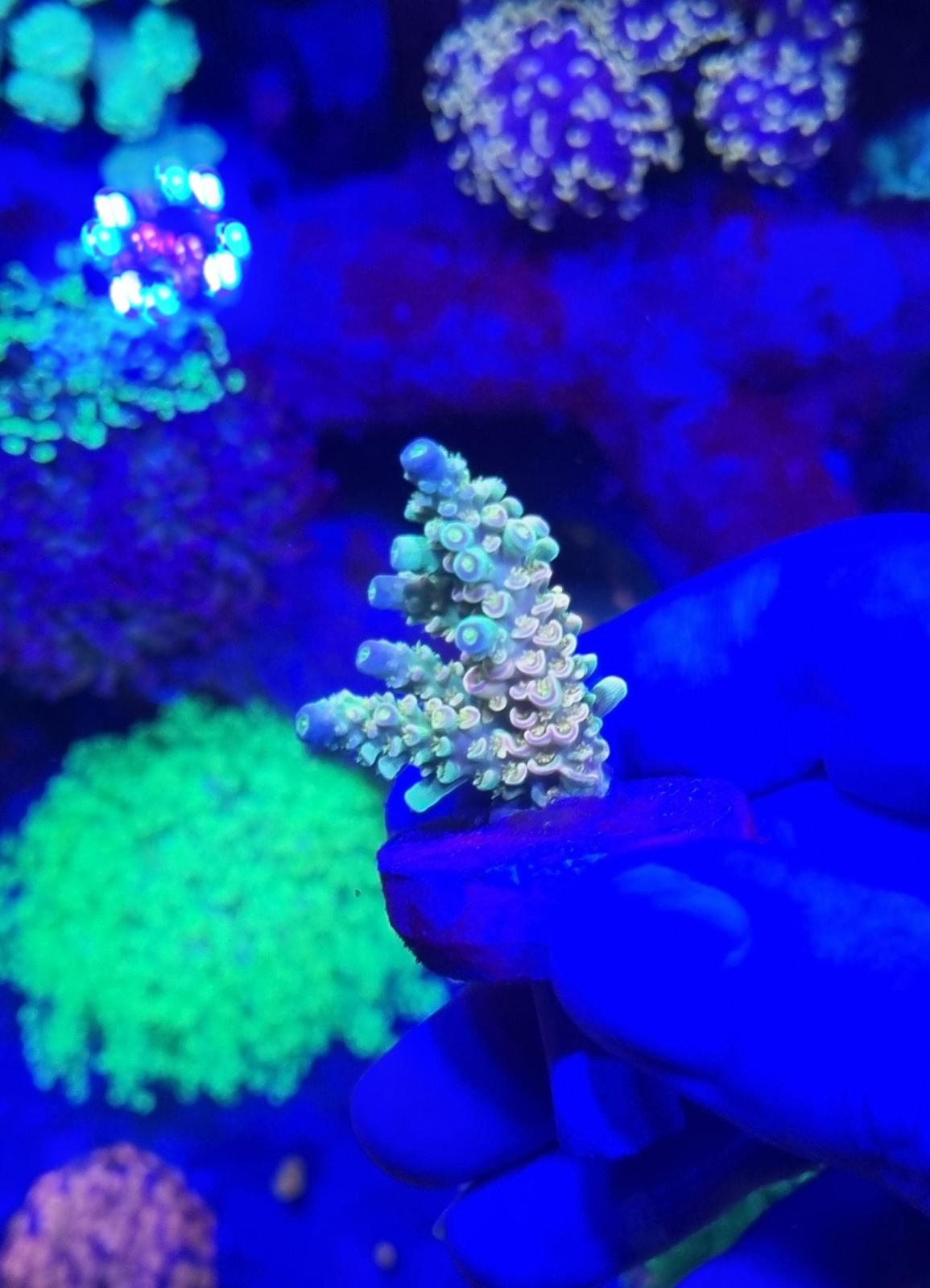 PC rainbow и WD продам - БАРАХОЛКА - Морской аквариум. Форумы ReefCentral.ru