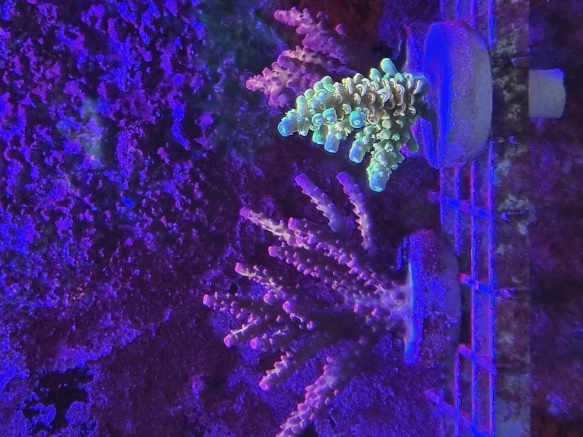 PC rainbow и WD продам - БАРАХОЛКА - Морской аквариум. Форумы ReefCentral.ru