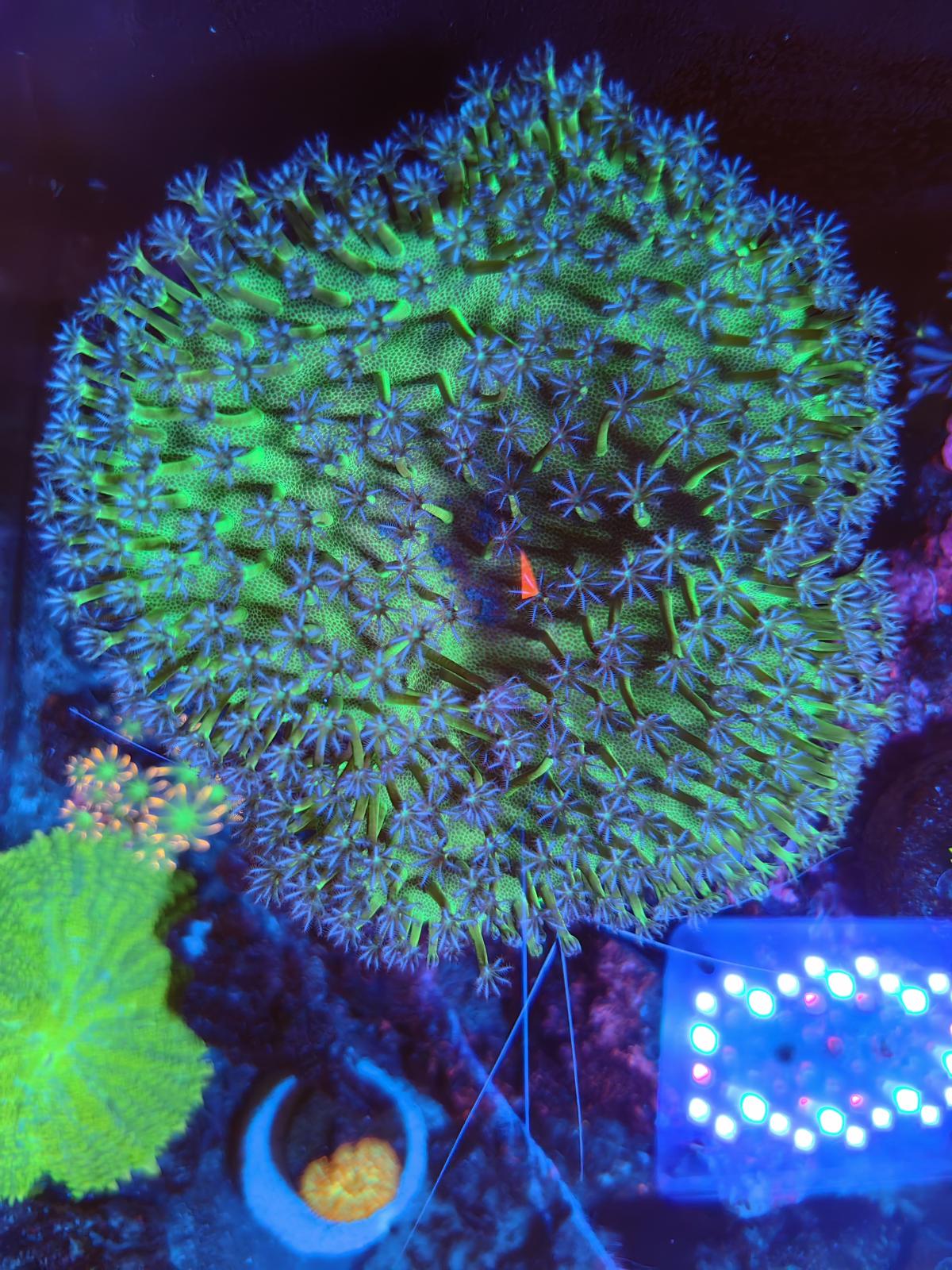 Саркофитон - БАРАХОЛКА - Морской аквариум. Форумы ReefCentral.ru