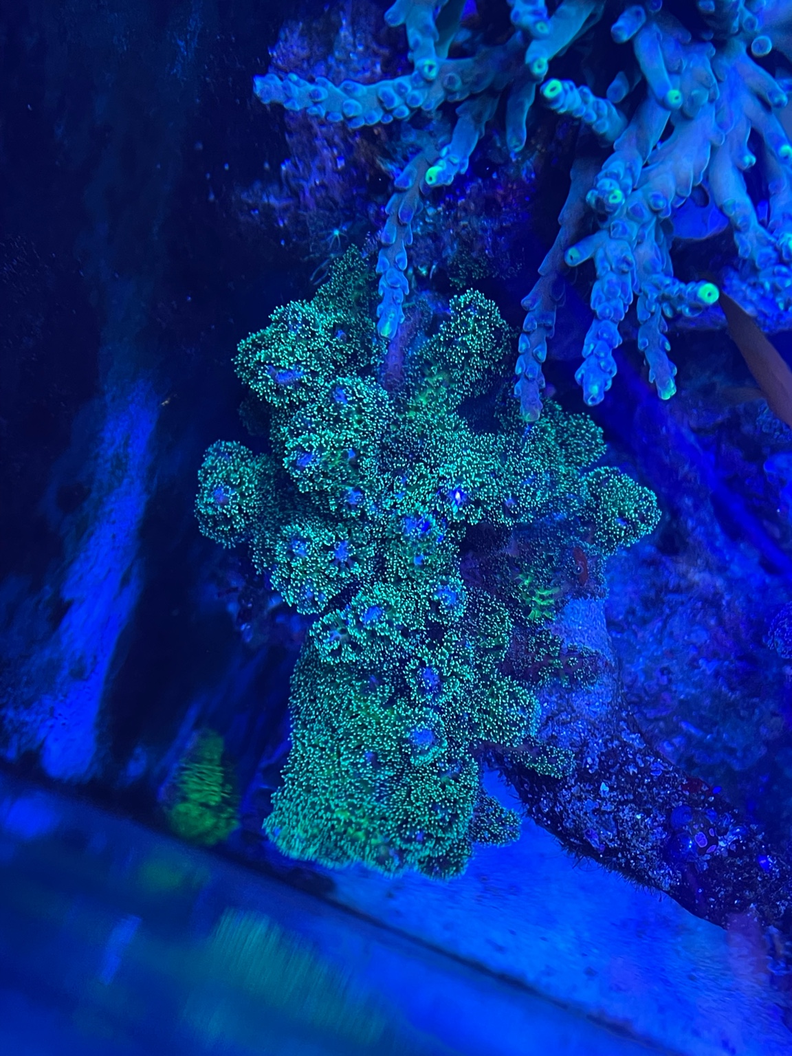 Милка, поциллпора - БАРАХОЛКА - Морской аквариум. Форумы ReefCentral.ru