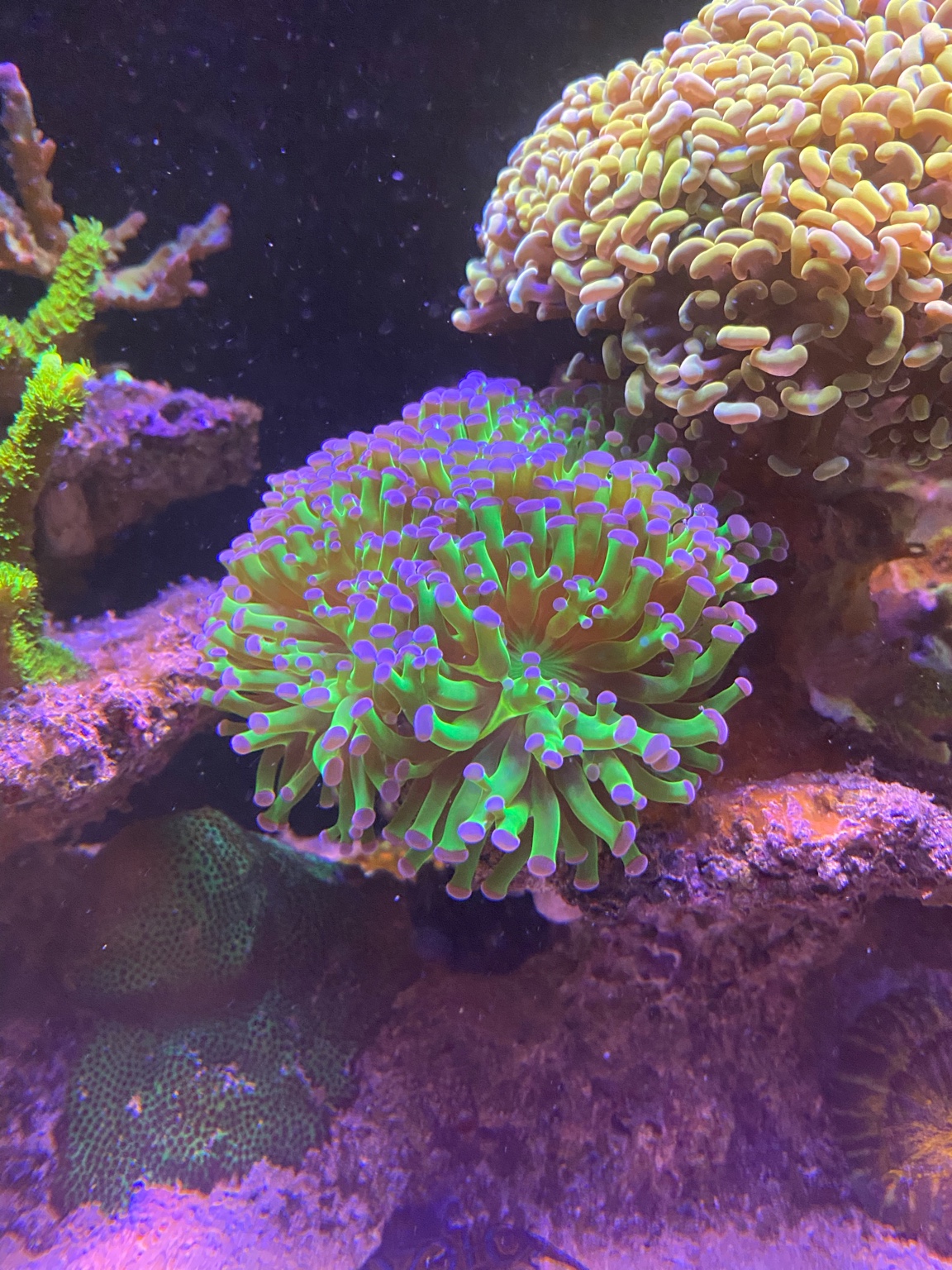 Эуфилия - БАРАХОЛКА - Морской аквариум. Форумы ReefCentral.ru