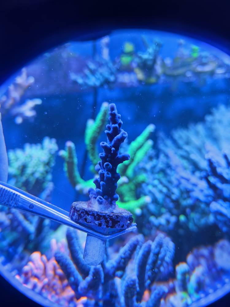 Oregon tort acro - БАРАХОЛКА - Морской аквариум. Форумы ReefCentral.ru