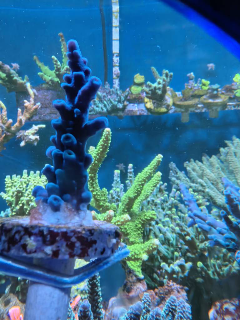 Oregon tort acro - БАРАХОЛКА - Морской аквариум. Форумы ReefCentral.ru