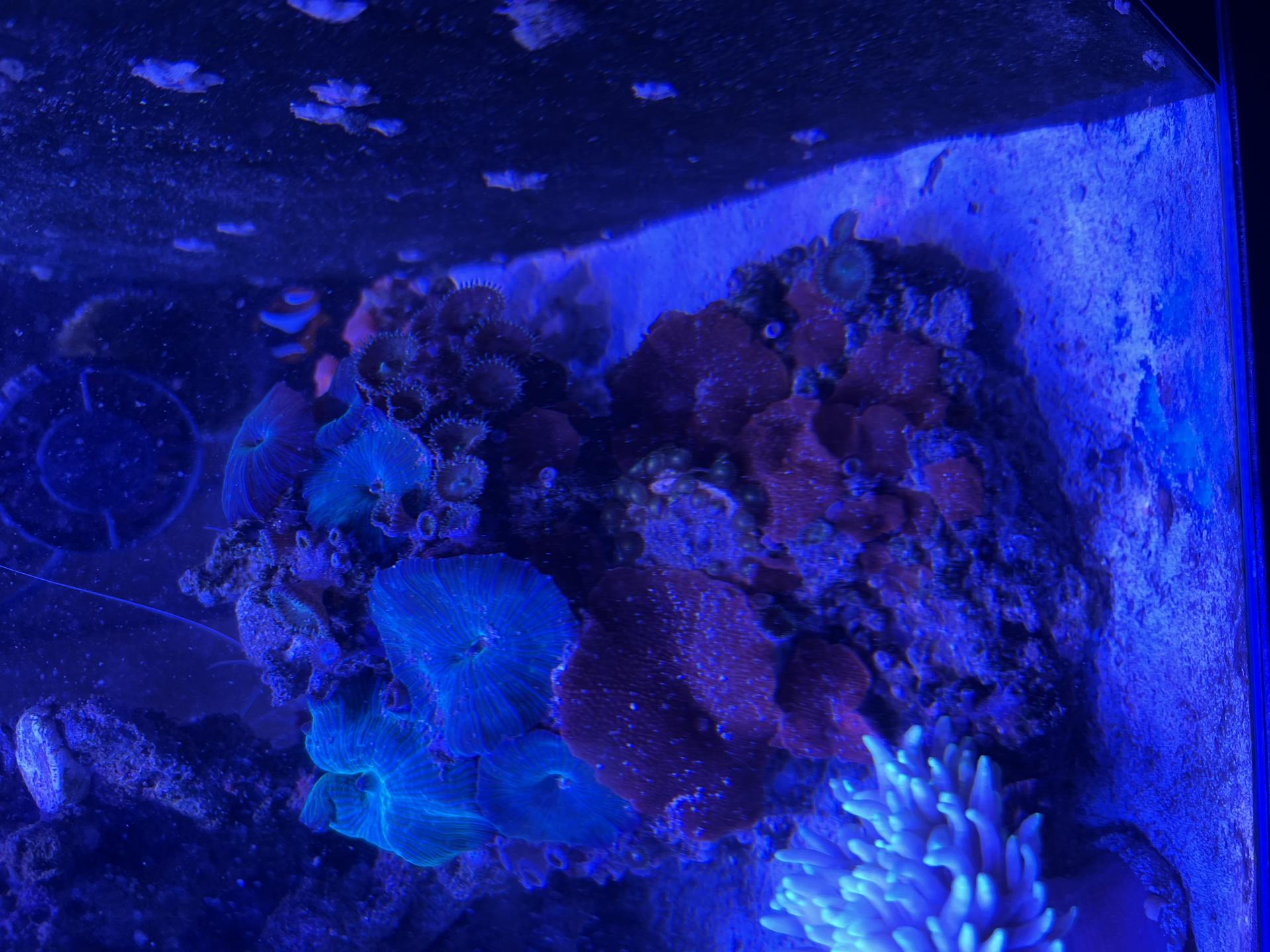 Камень из системы - БАРАХОЛКА - Морской аквариум. Форумы ReefCentral.ru