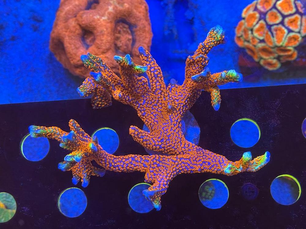 Монтипора Forest fire - БАРАХОЛКА - Морской аквариум. Форумы ReefCentral.ru