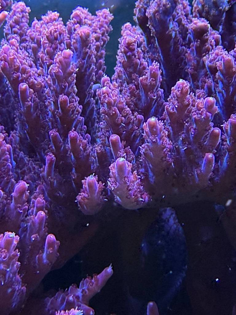 Акрапора Red Robin - БАРАХОЛКА - Морской аквариум. Форумы ReefCentral.ru