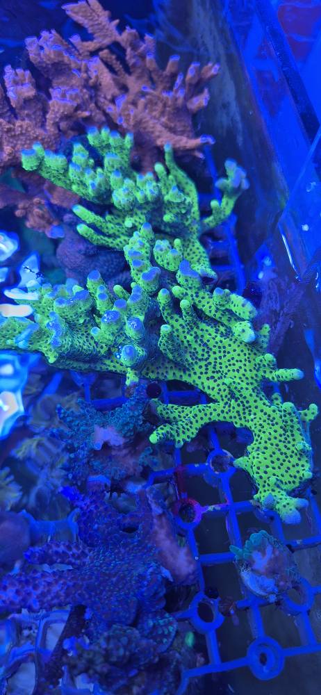 Халк - БАРАХОЛКА - Морской аквариум. Форумы ReefCentral.ru