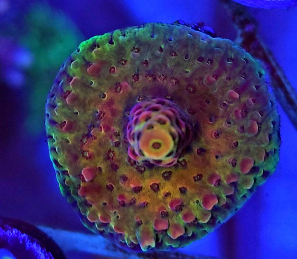 Акропора PC Rainbow - БАРАХОЛКА - Морской аквариум. Форумы ReefCentral.ru