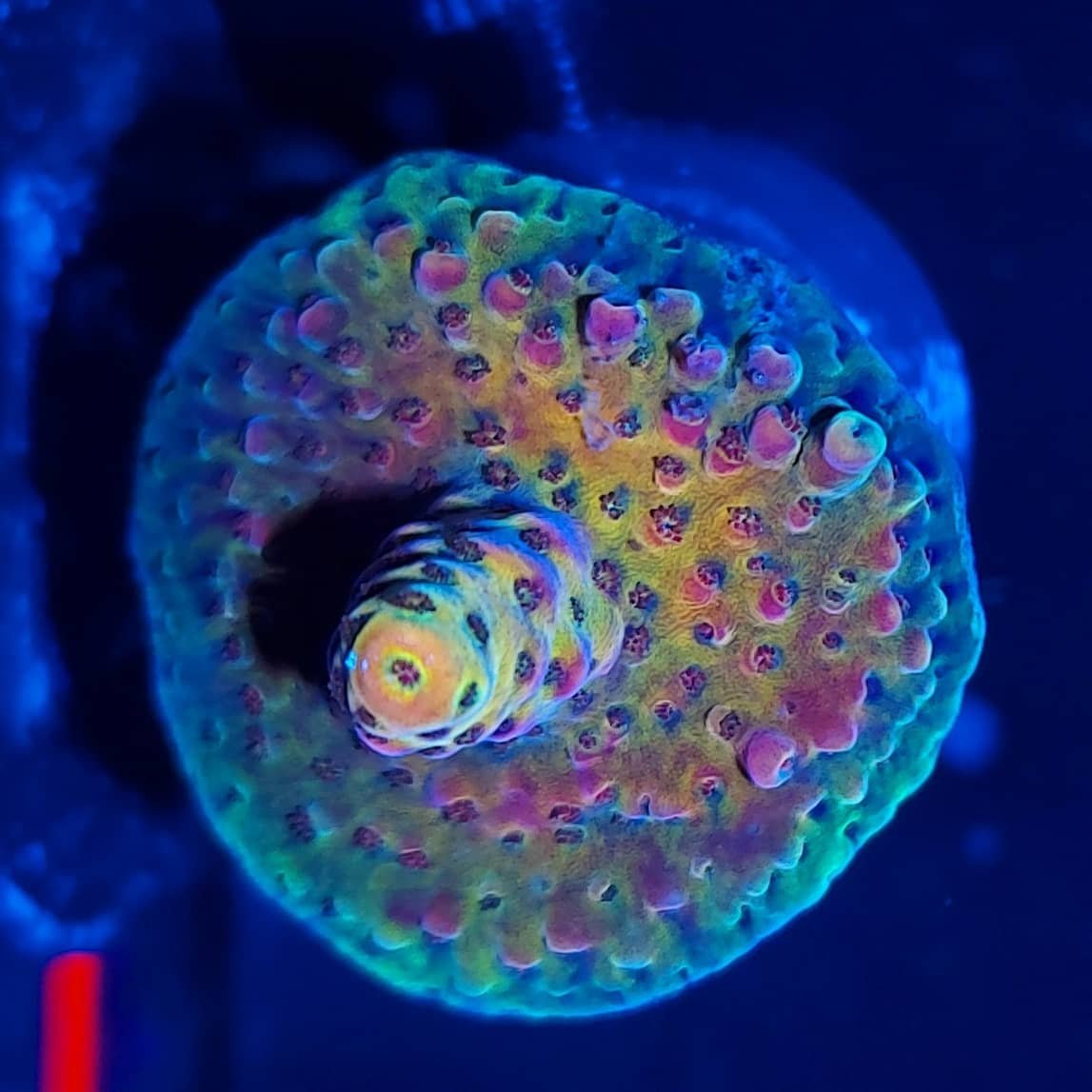 Акропора PC Rainbow - БАРАХОЛКА - Морской аквариум. Форумы ReefCentral.ru