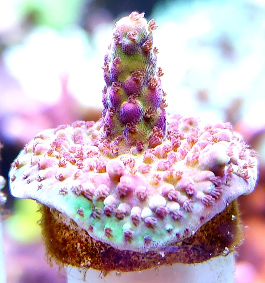 Акропора PC Rainbow - БАРАХОЛКА - Морской аквариум. Форумы ReefCentral.ru