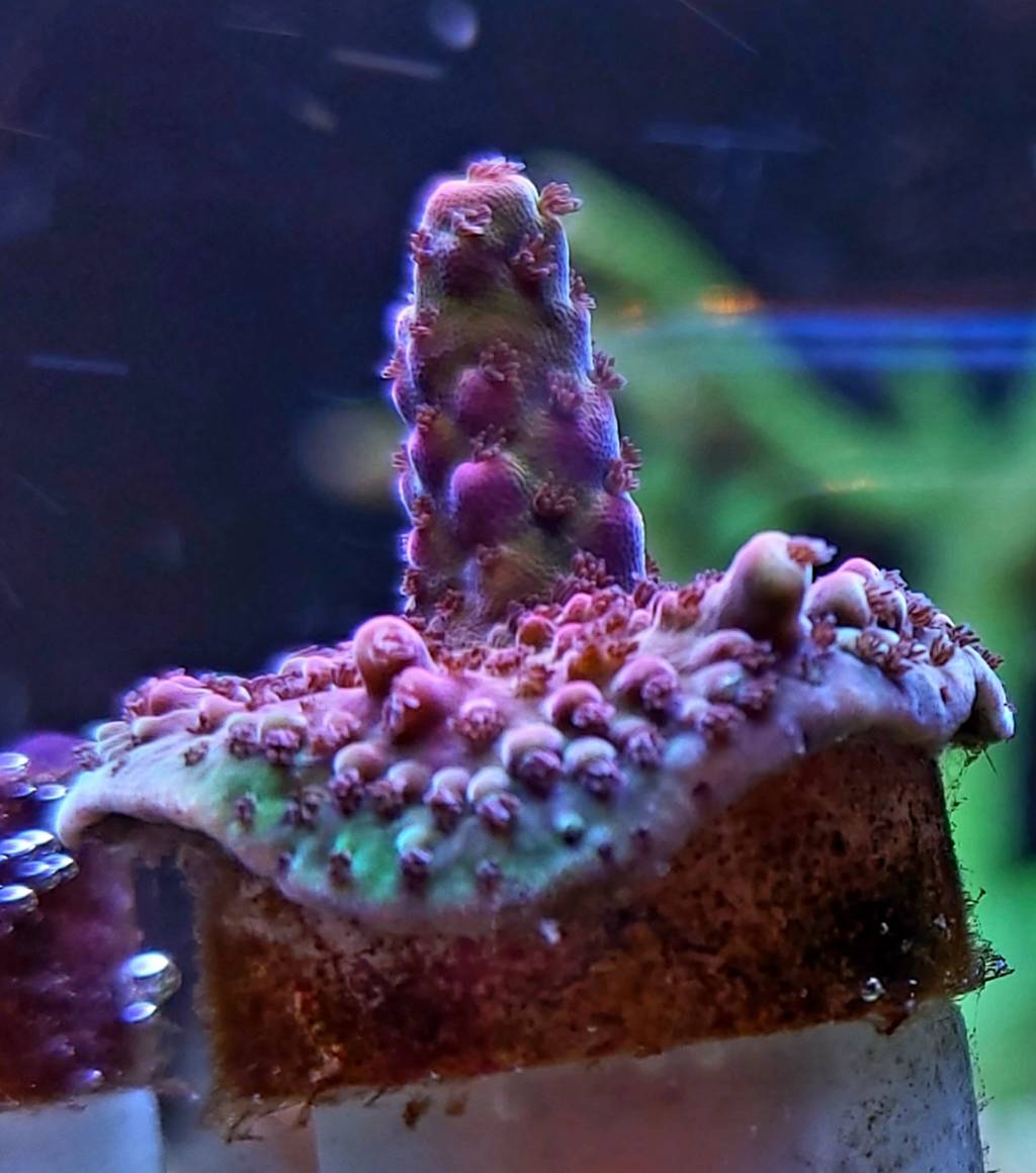 Акропора PC Rainbow - БАРАХОЛКА - Морской аквариум. Форумы ReefCentral.ru