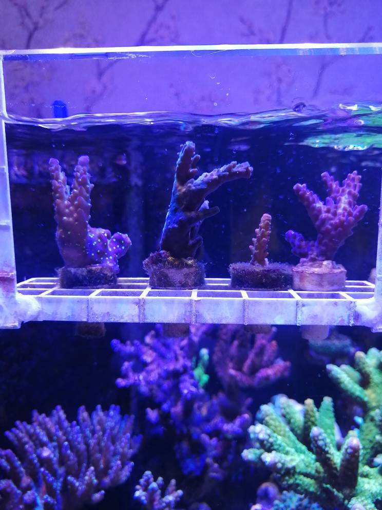 КОРАЛЛЫ SPS, LPS - БАРАХОЛКА - Морской аквариум. Форумы ReefCentral.ru