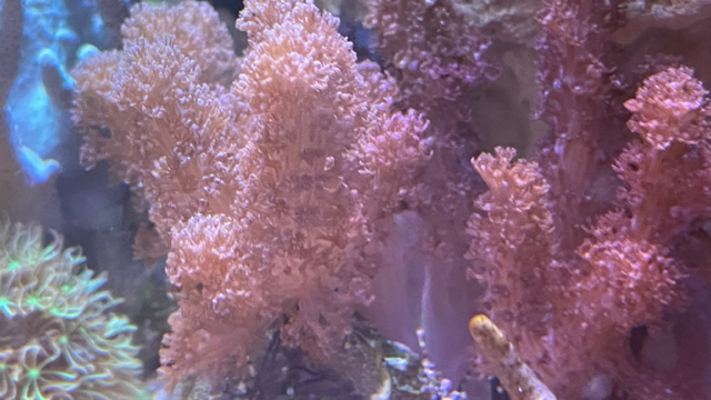 Мягкота для начинающих - БАРАХОЛКА - Морской аквариум. Форумы ReefCentral.ru