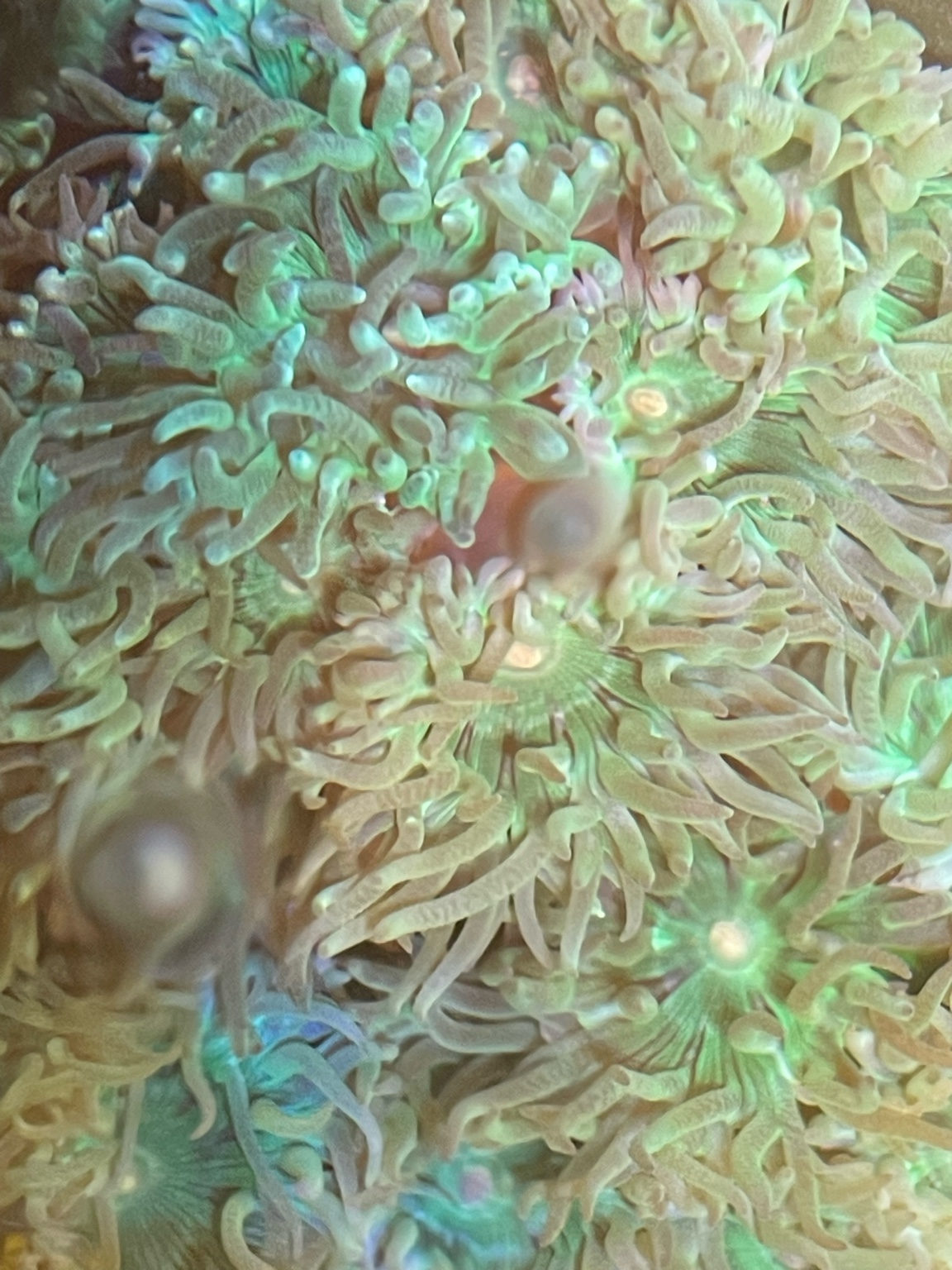 Дункан. - БАРАХОЛКА - Морской аквариум. Форумы ReefCentral.ru