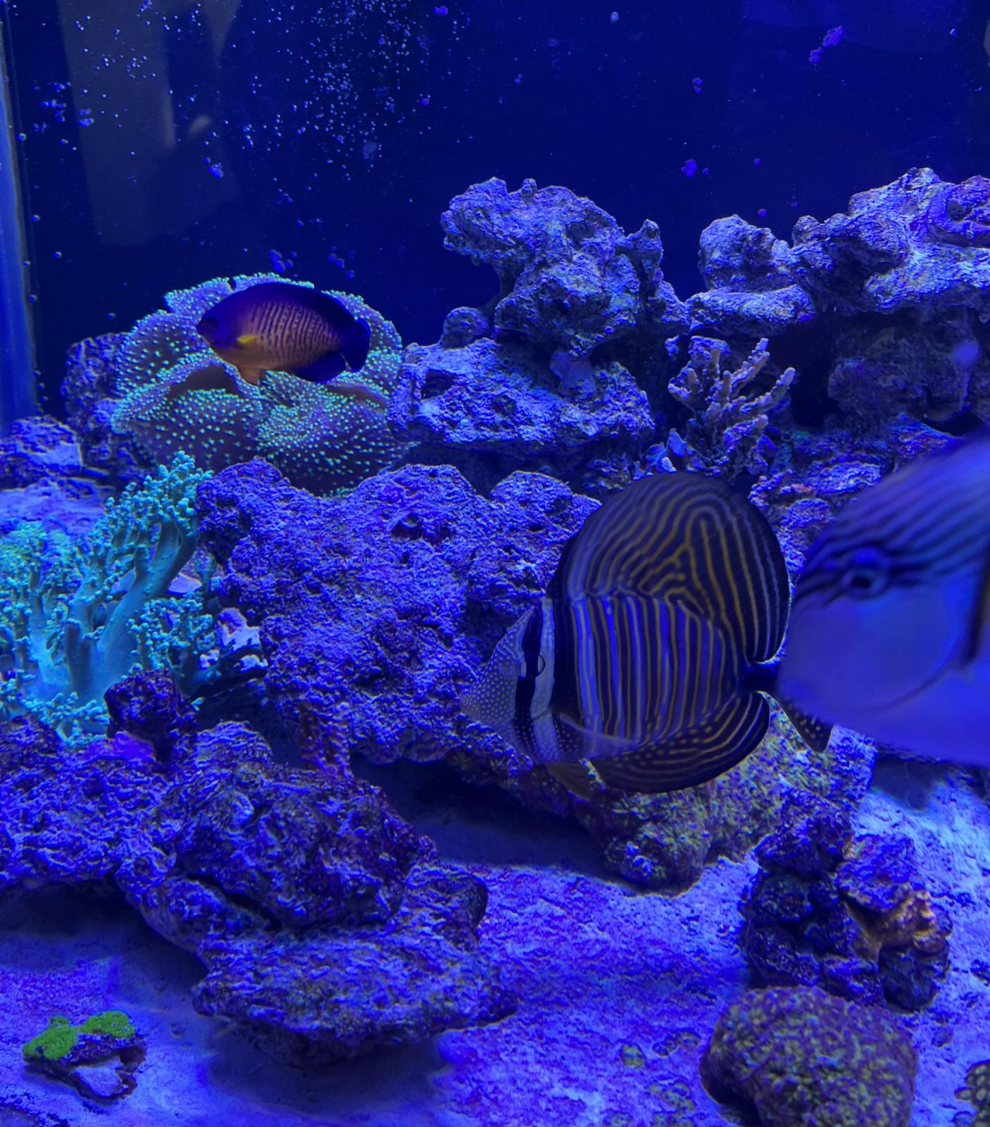 Зебрасома Джардини - БАРАХОЛКА - Морской аквариум. Форумы ReefCentral.ru