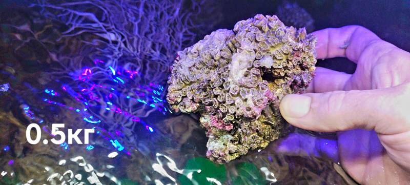 Жк из системы - БАРАХОЛКА - Морской аквариум. Форумы ReefCentral.ru