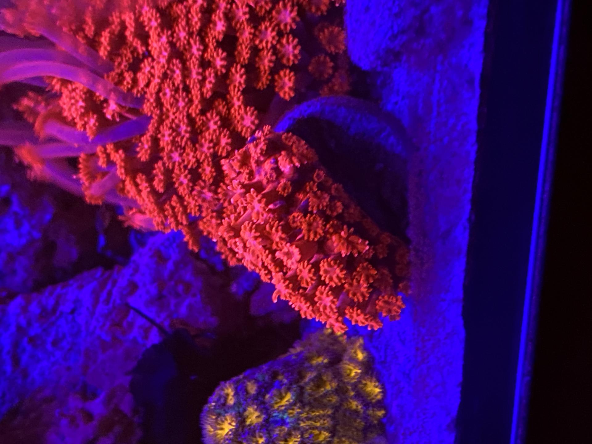 Гониопора - БАРАХОЛКА - Морской аквариум. Форумы ReefCentral.ru