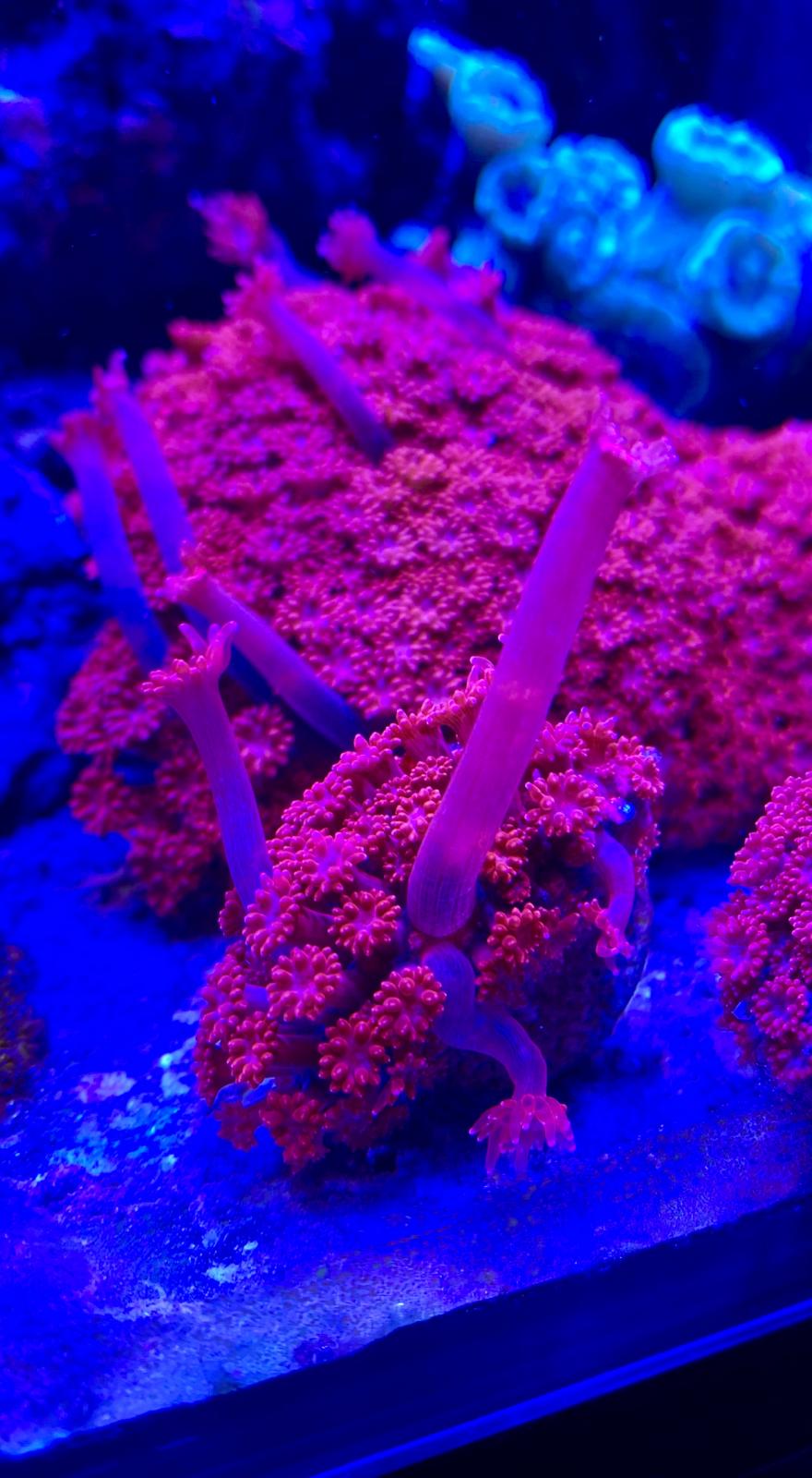 Гониопора - БАРАХОЛКА - Морской аквариум. Форумы ReefCentral.ru