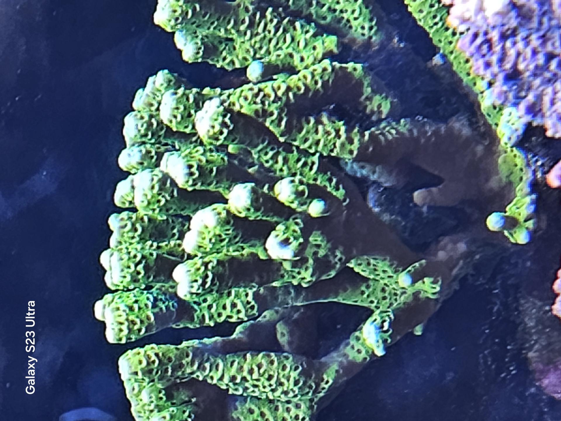 Халк - БАРАХОЛКА - Морской аквариум. Форумы ReefCentral.ru