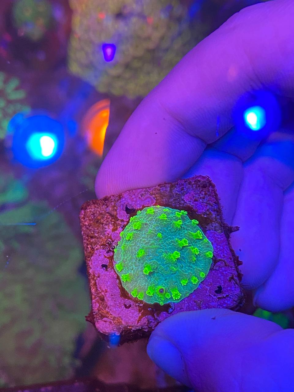 Astreopora, Stratocaster, PC Rainbow и т.д. - БАРАХОЛКА - Морской аквариум. Форумы ReefCentral.ru