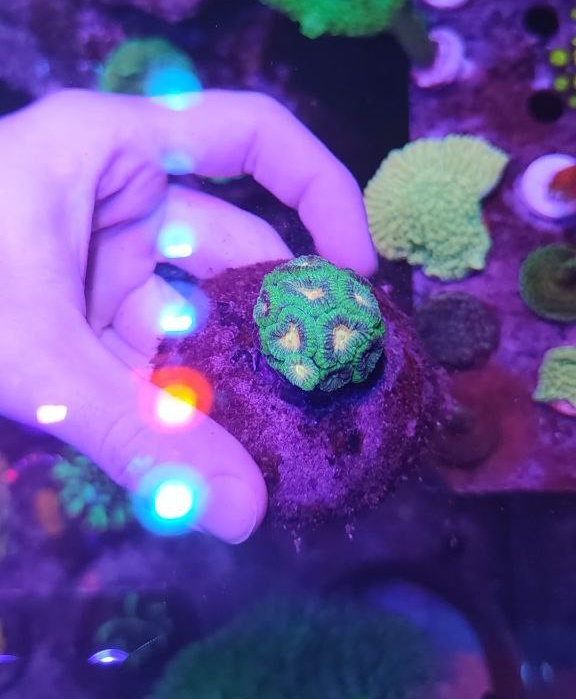 Astreopora, Stratocaster, PC Rainbow и т.д. - БАРАХОЛКА - Морской аквариум. Форумы ReefCentral.ru